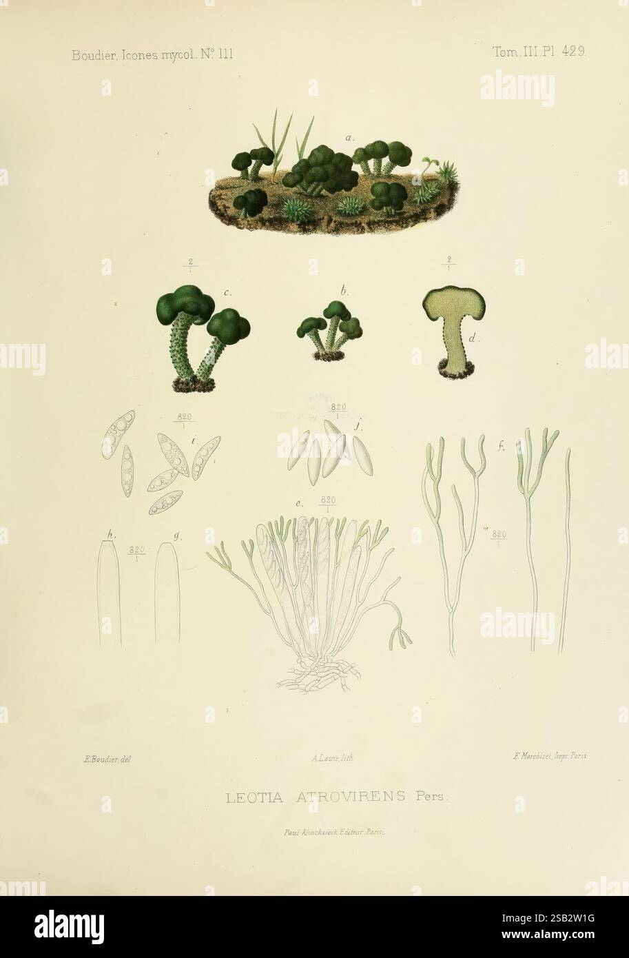 Icones mycologicæ, ou Iconographie des champignons de France ...