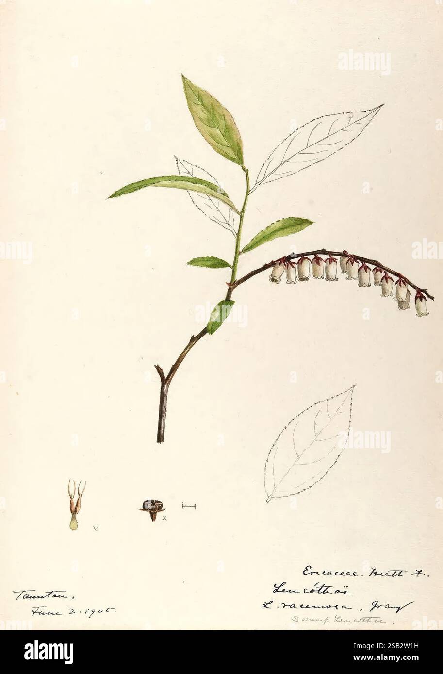 Hanging clusters of bell fruit hi-res stock photography and images - Alamy