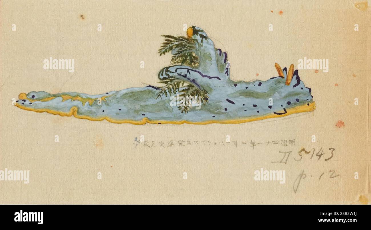 Notes, and, description, of, specimens, collected, on, the, Philippine ...