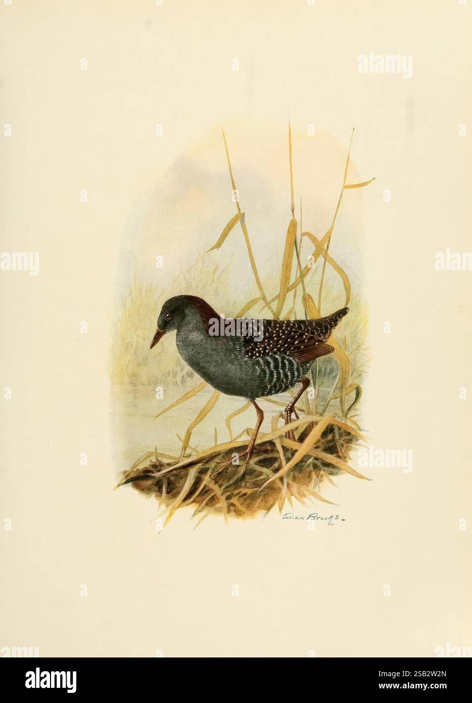 The Birds of California, Los Angeles, South Moulton Company, 1923 ...