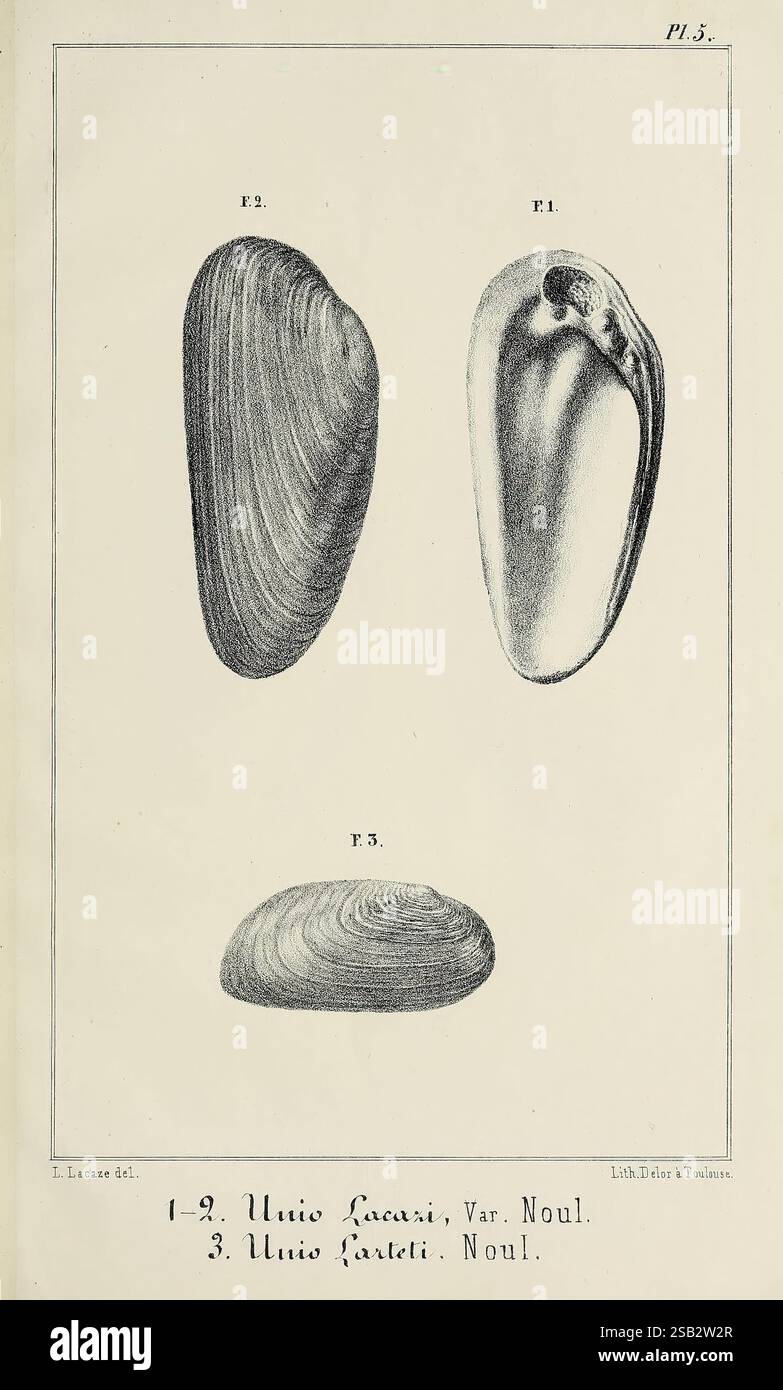 Robust shape indicating hi-res stock photography and images - Alamy