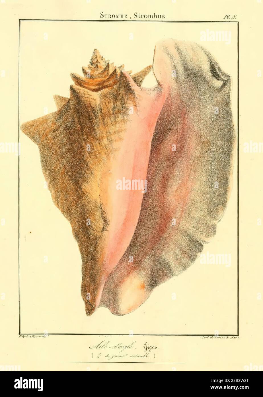 Iconographie conchyliologique A Marseille Chez Crevot libraire 1828 ...