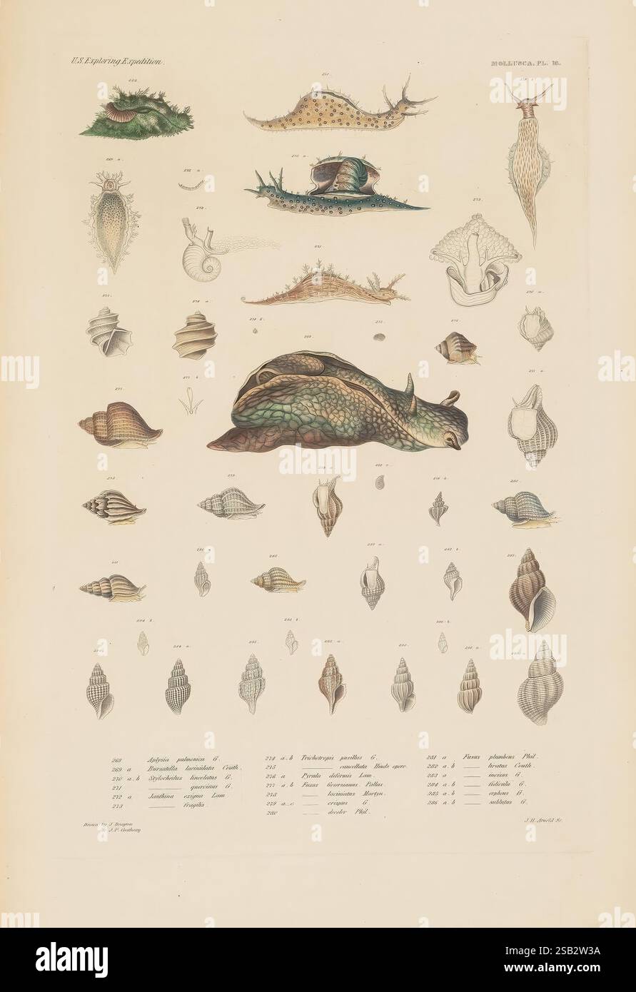 Displaying diverse sizes hi-res stock photography and images - Alamy