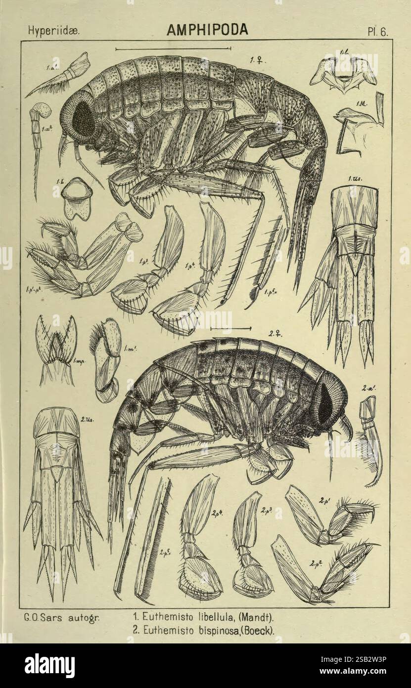 An account of the Crustacea of Norway. v.1 Amphipoda (plates ...