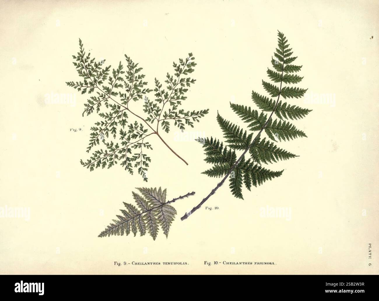 Album of Indian ferns London, W. Day, 1887, botany, India, pictorial ...