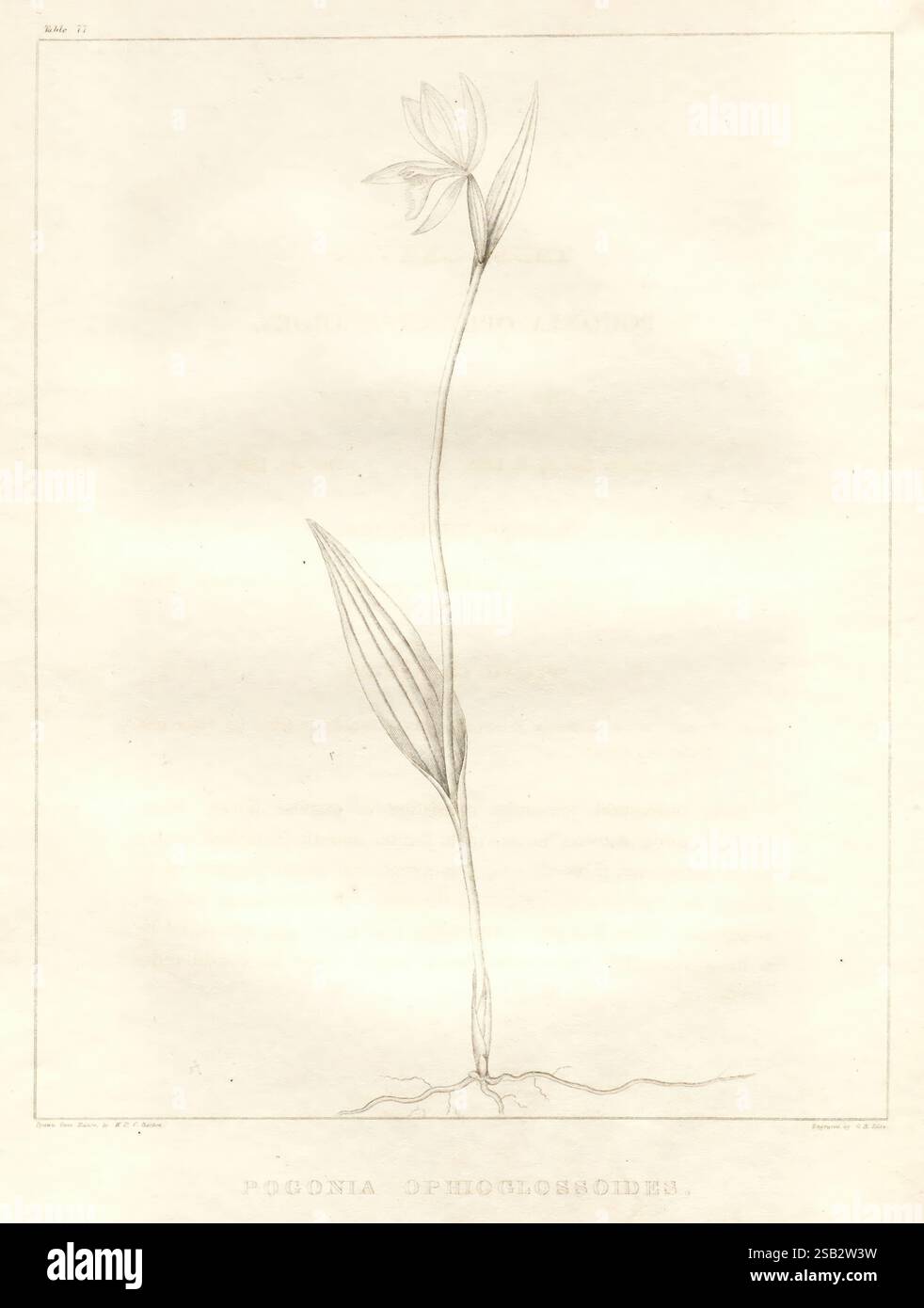 Lance shaped leaves flare hi-res stock photography and images - Alamy