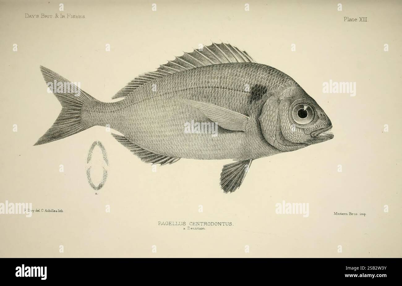 The fishes of Great Britain and Ireland Edinburgh Williams and Norgate ...