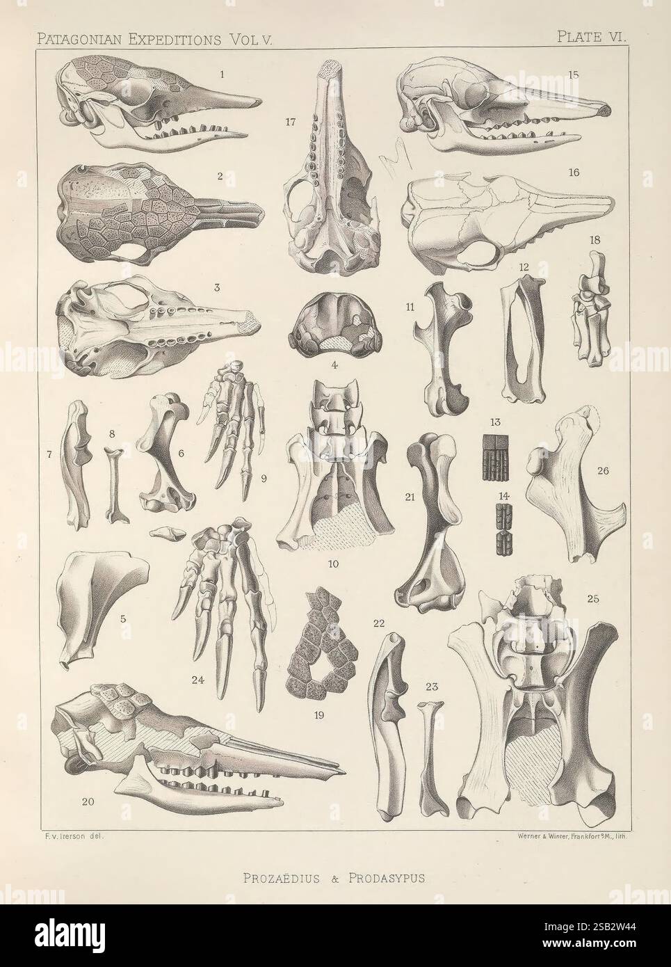 Labeled figure highlights different bones hi-res stock photography and ...