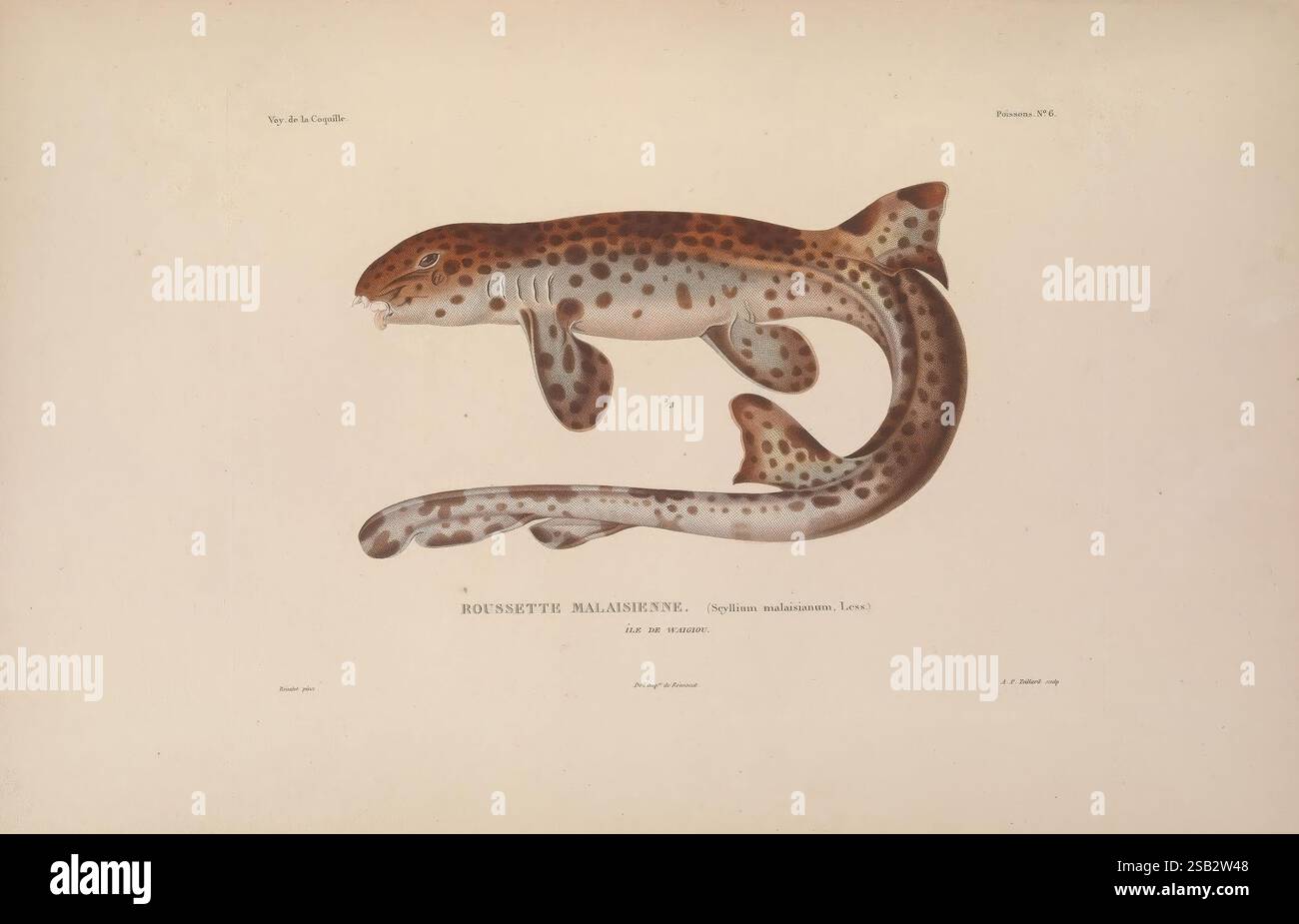 Spotted hyena shark hi-res stock photography and images - Alamy