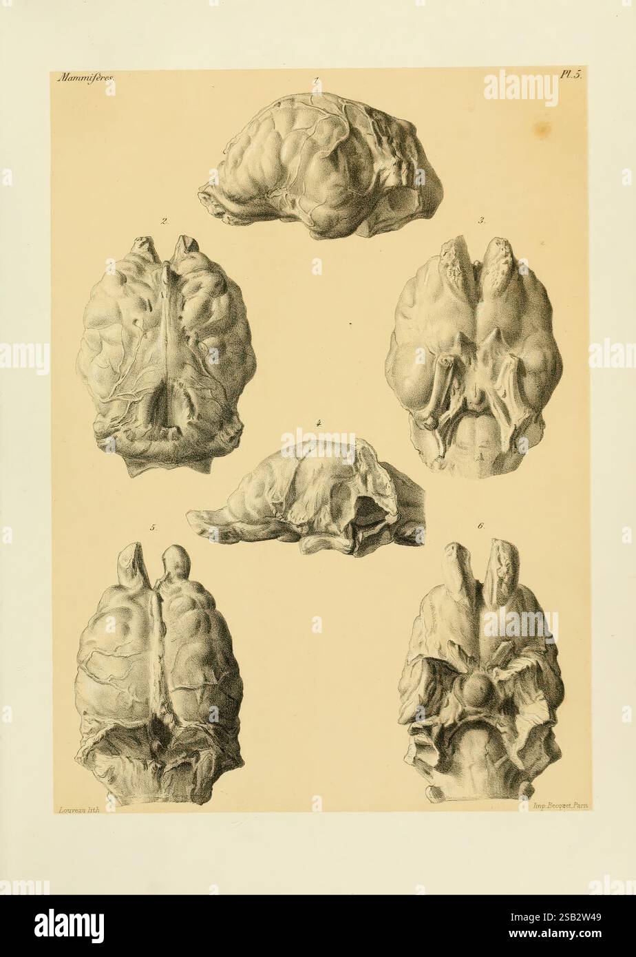 Recherches pour servir à l'histoire naturelle des mammifères, Paris, G ...