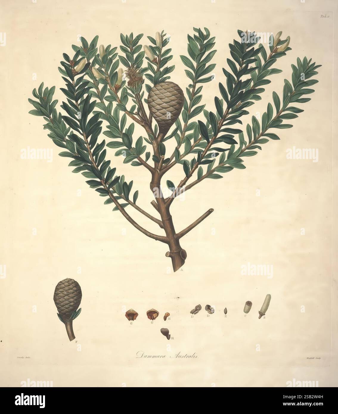 A description of the genus Pinus, London, J. White, 1803-1824, Pinaceae, Agathis australis, This ...
