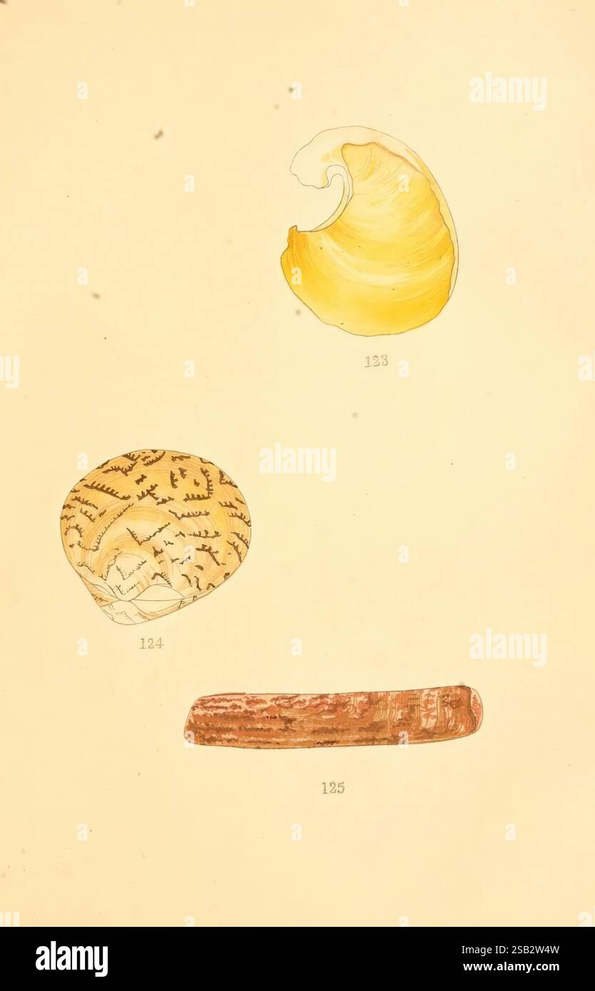 Solen persus hi-res stock photography and images - Alamy