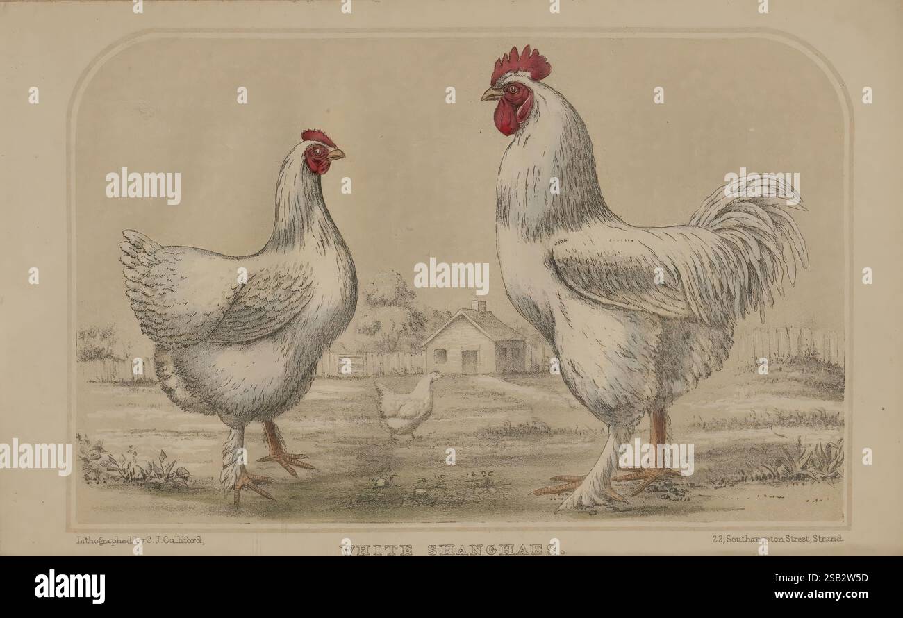 Illustrated series of rare and prize poultry including comprehensive ...