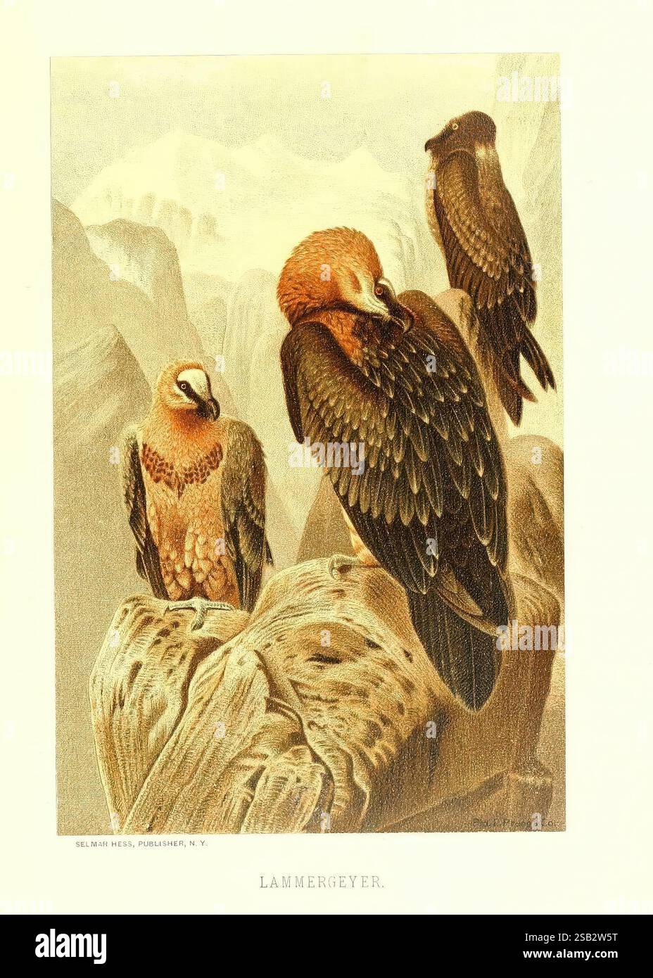 Mountainous backdrop enhancing hi-res stock photography and images - Alamy