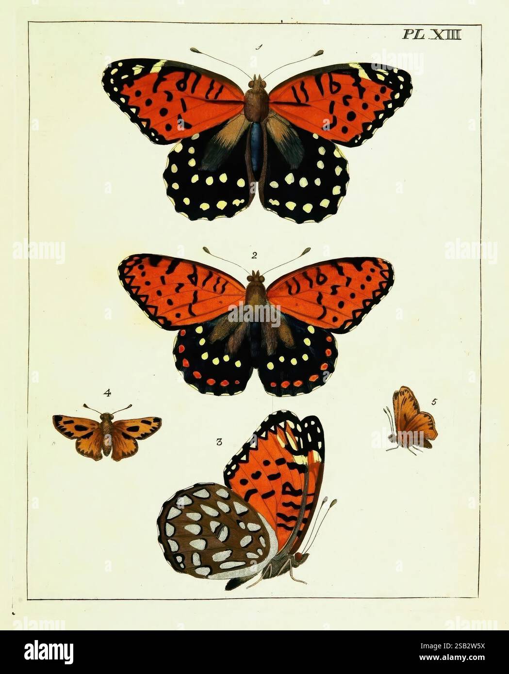 Three larger butterflies hi-res stock photography and images - Alamy