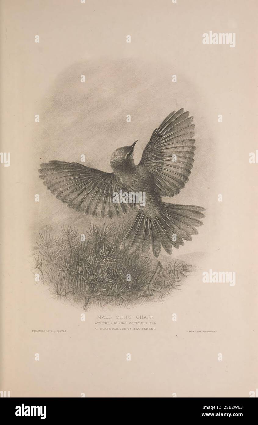 Male chip chap hi-res stock photography and images - Alamy