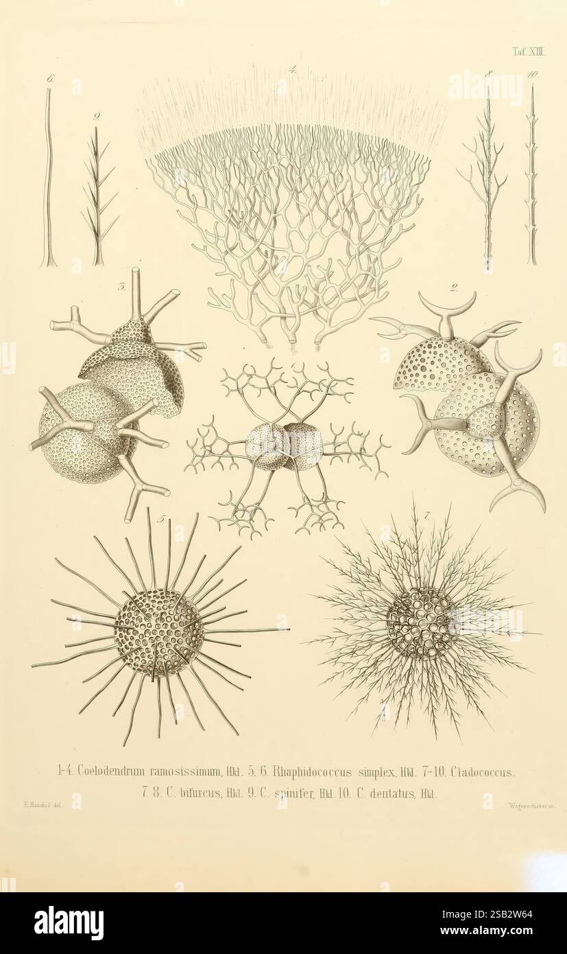 Skeletal frameworks hi-res stock photography and images - Alamy