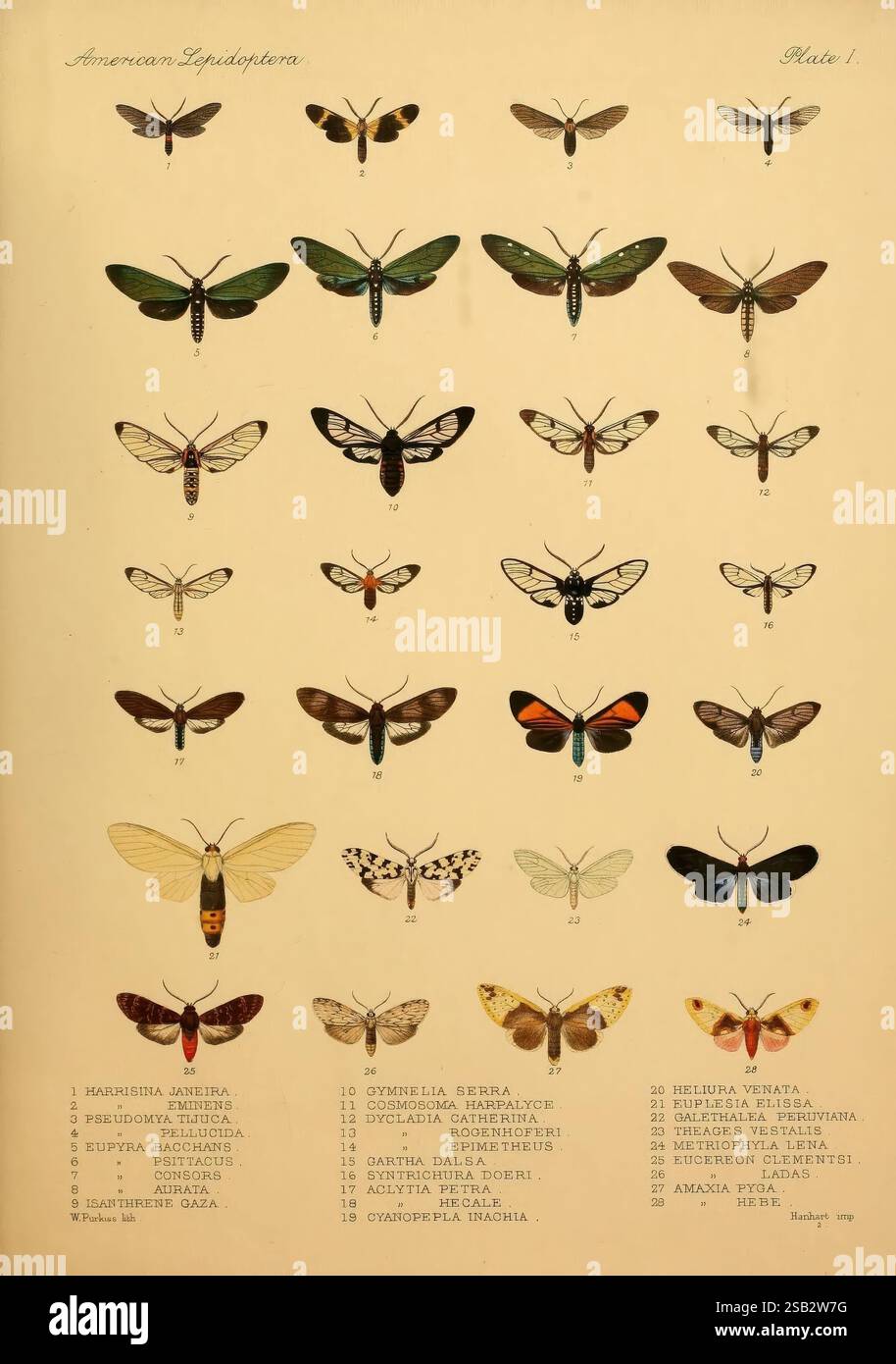Eupyra psittacus hi-res stock photography and images - Alamy