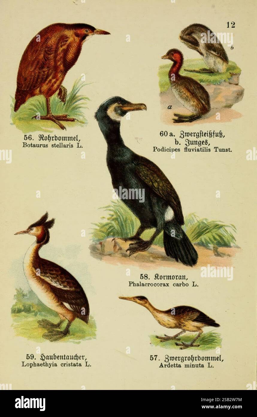 Slender bird showcases hi-res stock photography and images - Alamy