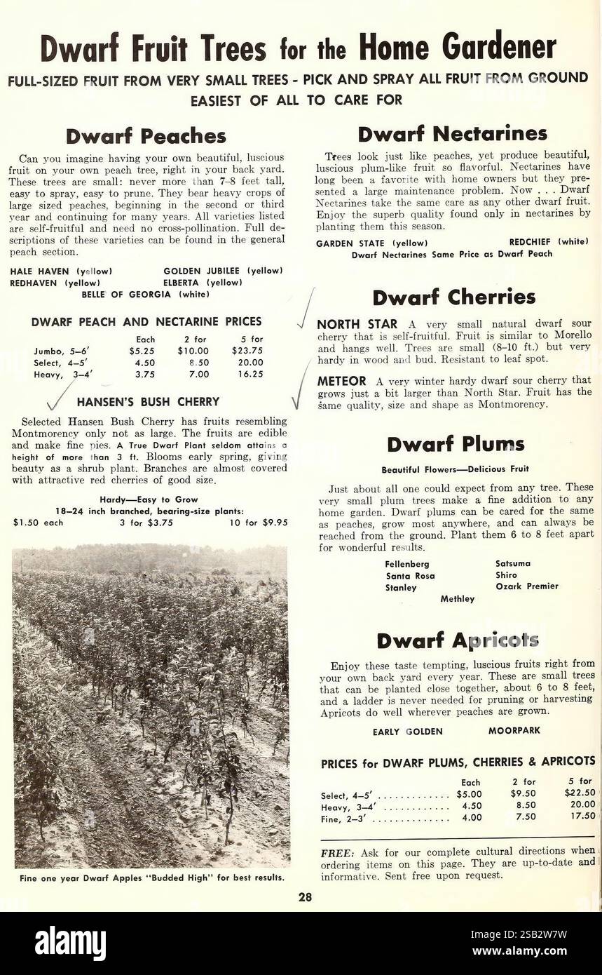 Dwarf plums hi-res stock photography and images - Alamy