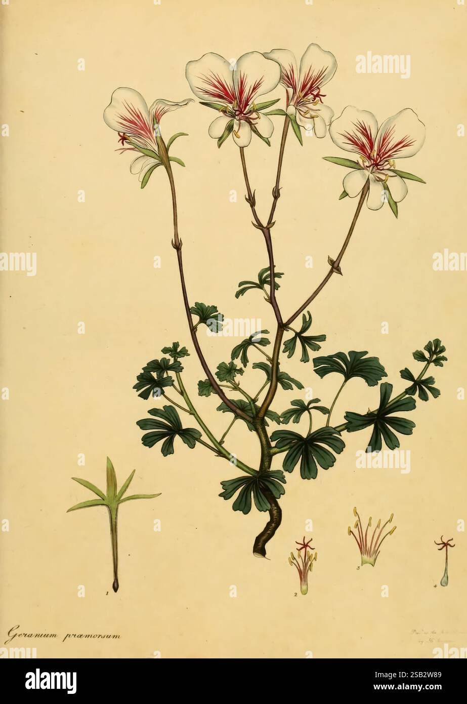 Featuring prominent red streaks hi-res stock photography and images - Alamy