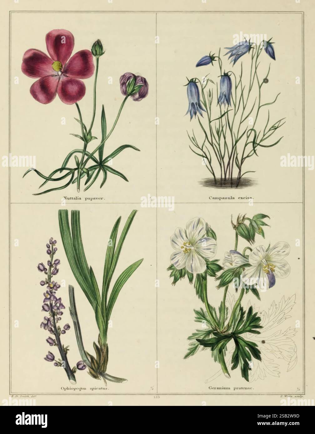 Graceful campanula cerulea hi-res stock photography and images - Alamy