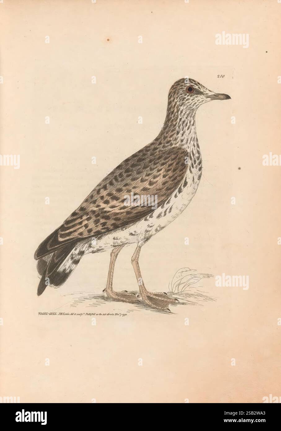 The birds of Great Britain, 1795-1801, Museum of Comparative Zoology, A ...