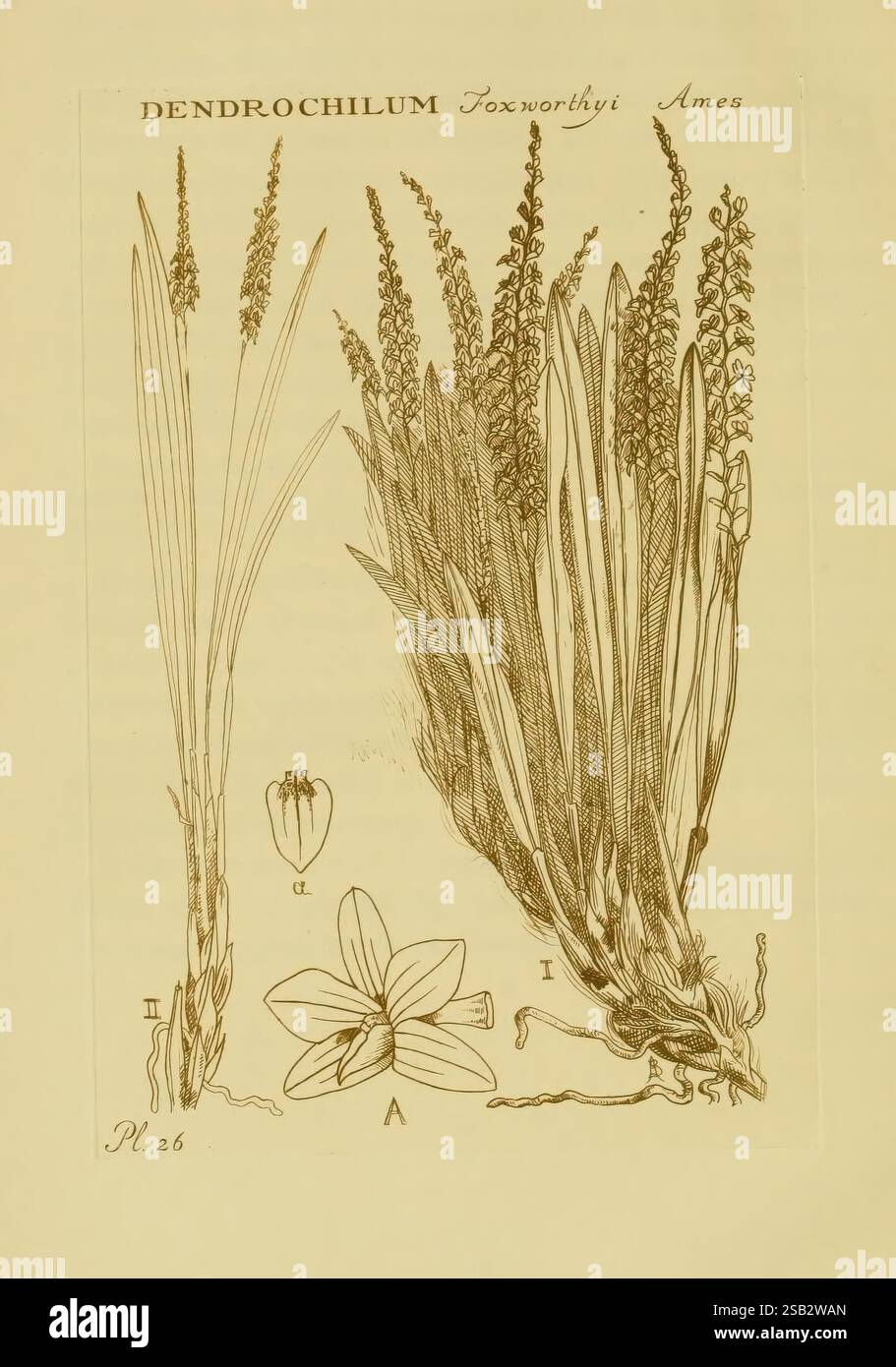 Orchidaceae, 1905-22, monocotyledoneae, Orchidaceae, orchids, Blanche ...