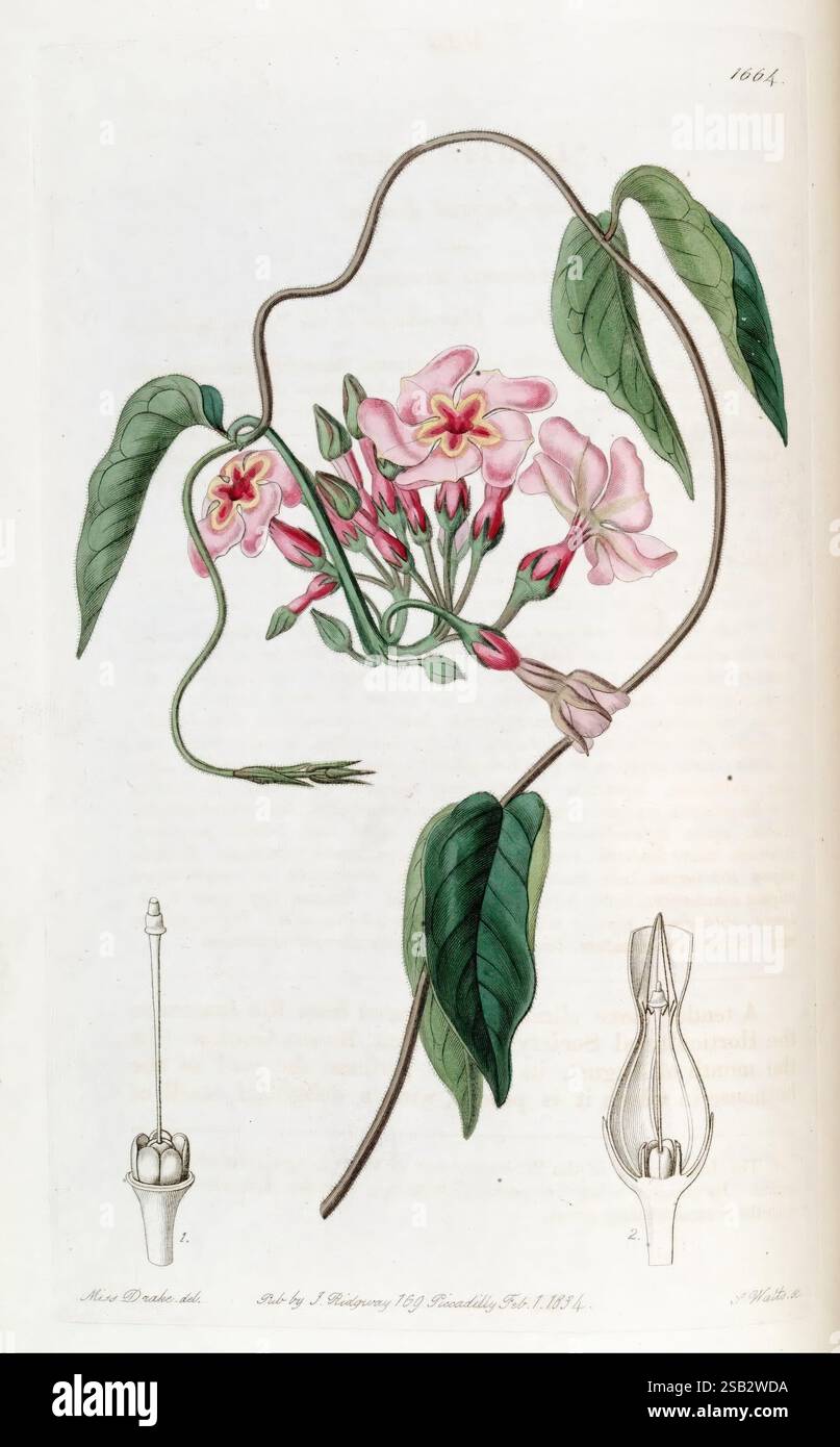 Plant introduction plants ornamental 55 sarah ann drake 2 women hi-res ...