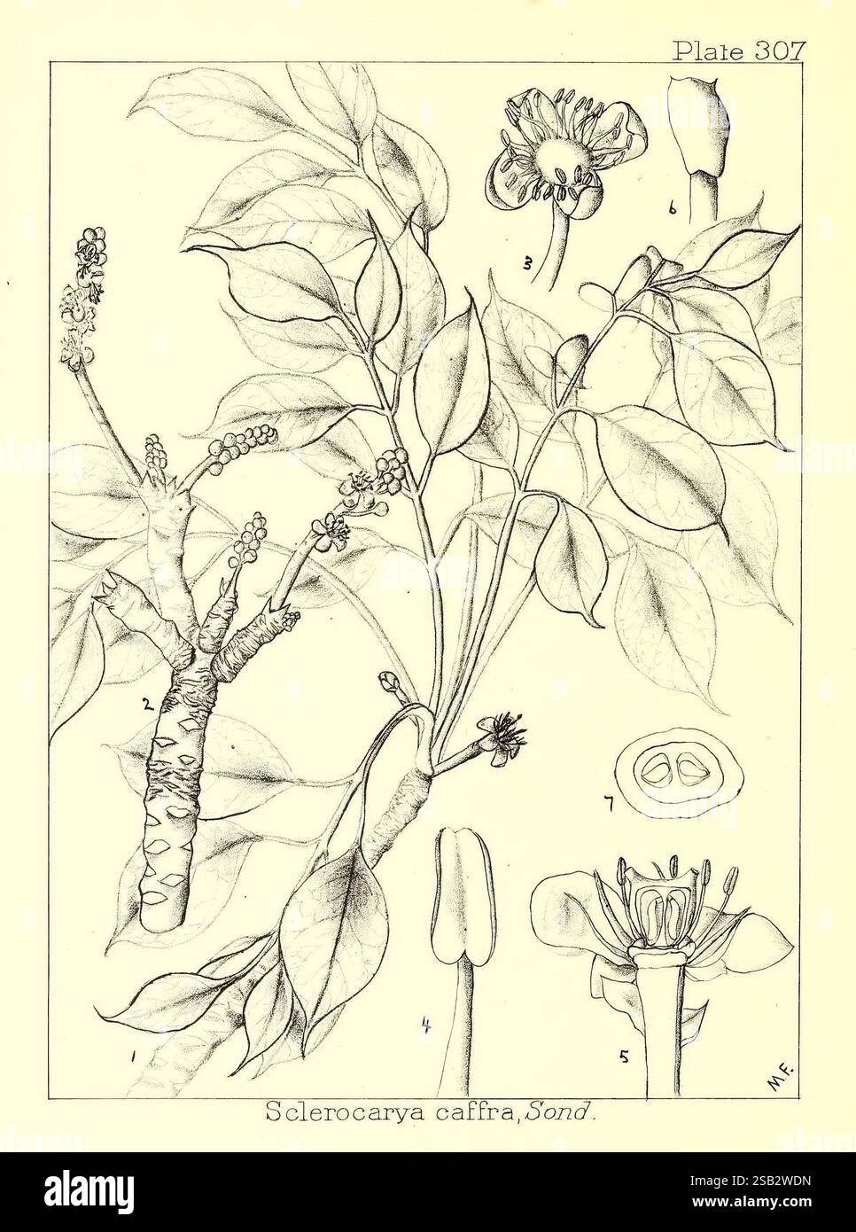 Natal Plants Durban Bennett & Davis 1899 (i.e. 1898)-1912 Botany Natal ...
