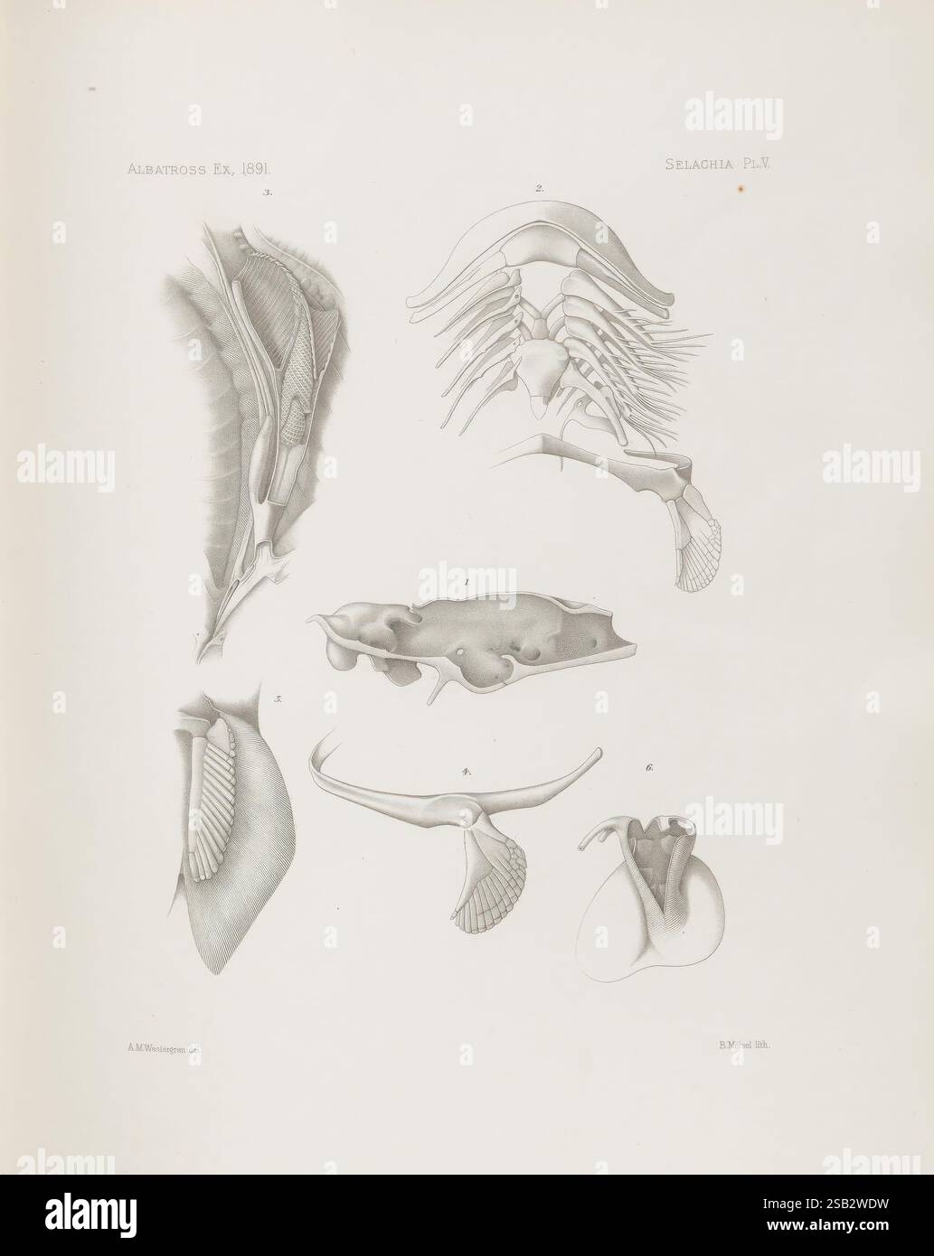 Different rib structures hi-res stock photography and images - Alamy