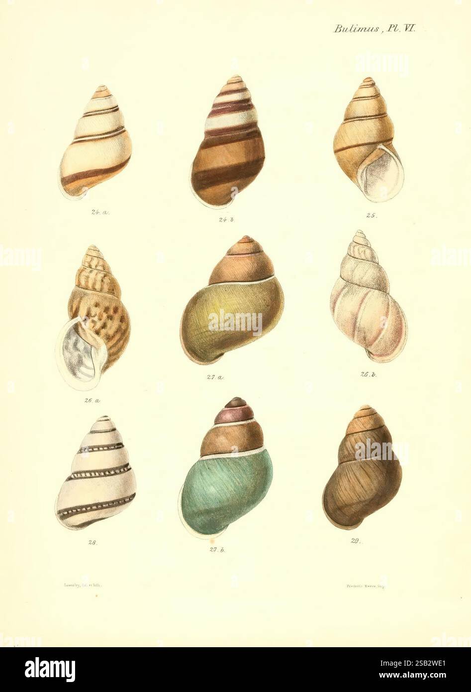 Visually distinct seashells hi-res stock photography and images - Alamy