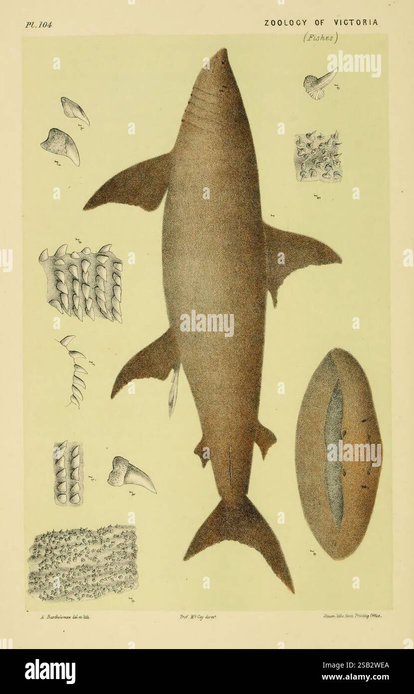 Natural history of Victoria. Dec. 11-15 Melbourne, J. Ferres ...