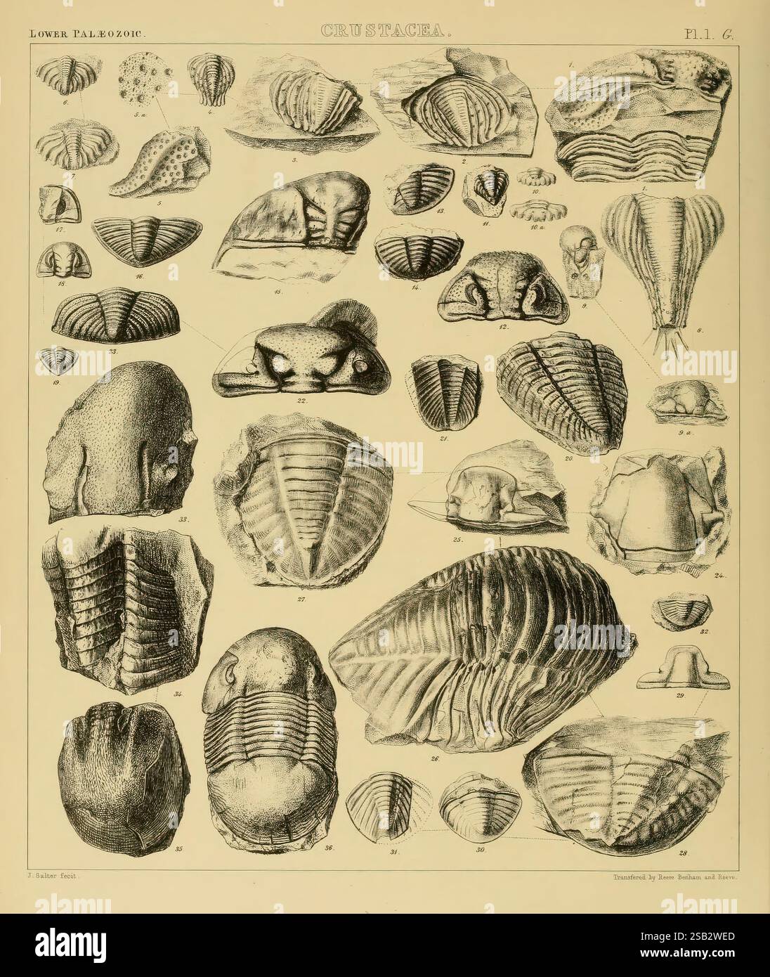 A Synopsis of the Classification of the British Palæozoic Rocks London ...
