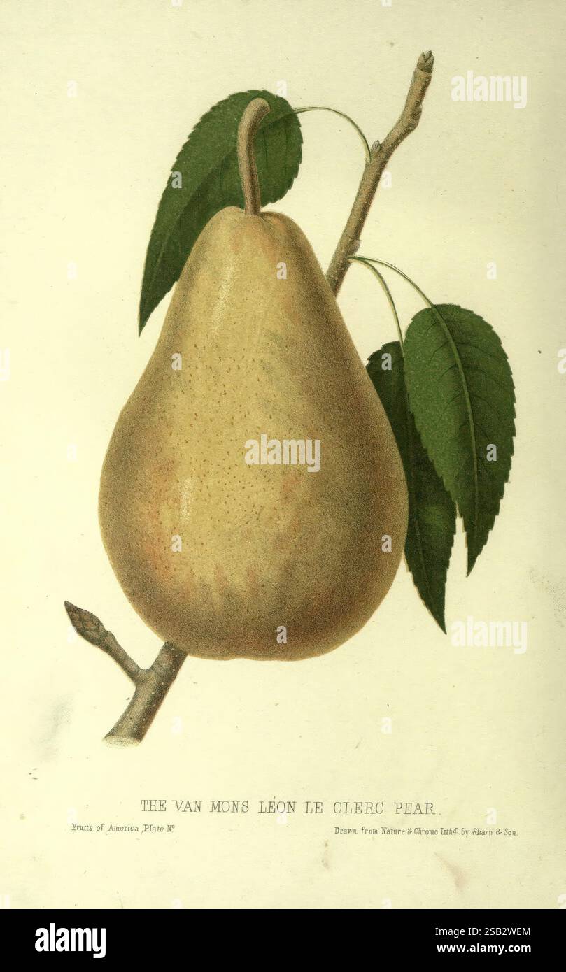Specific variety of pear hi-res stock photography and images - Alamy