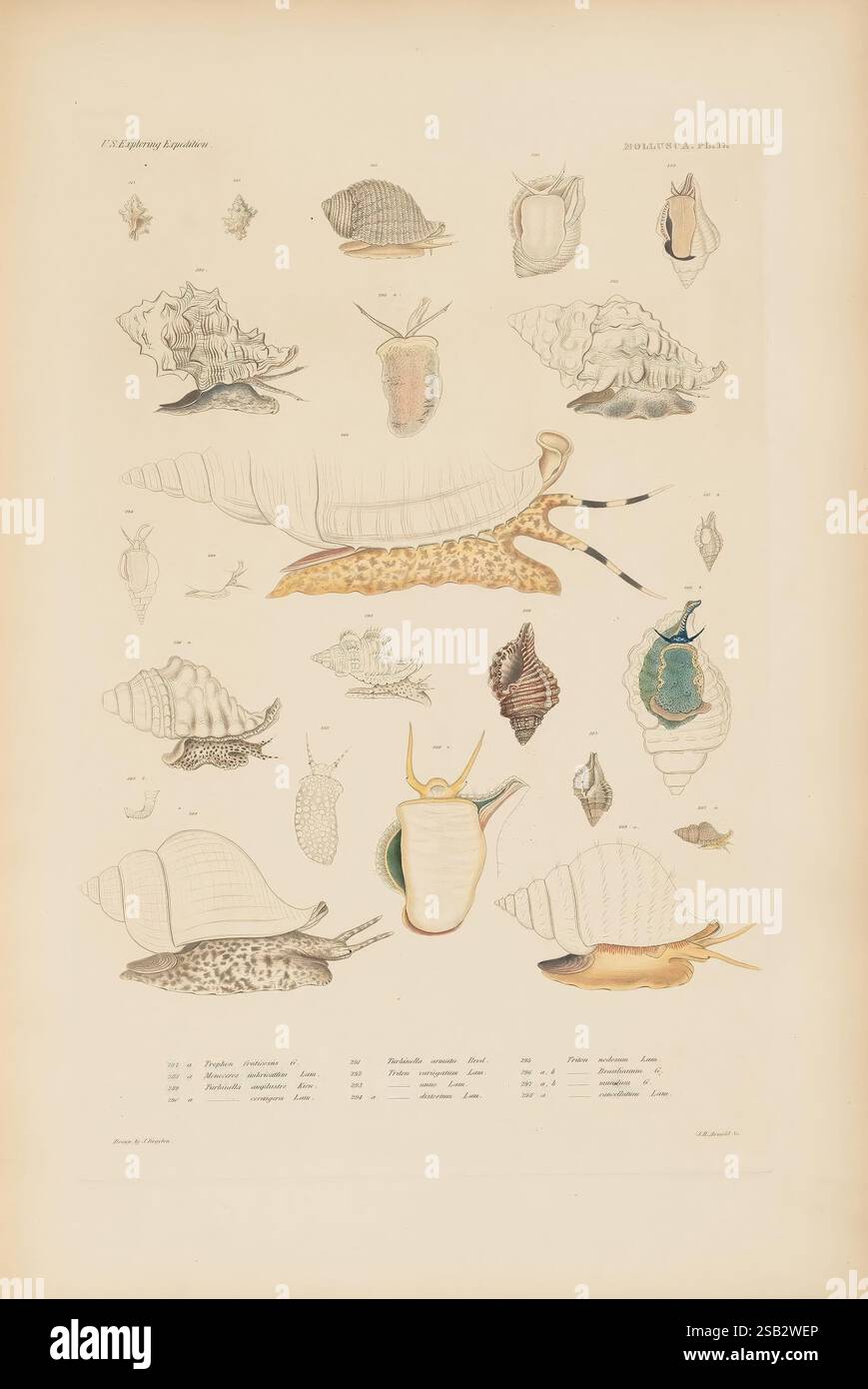 Mollusca, shells, Boston, Gould, Lincoln, 1852, mollusks, The ...