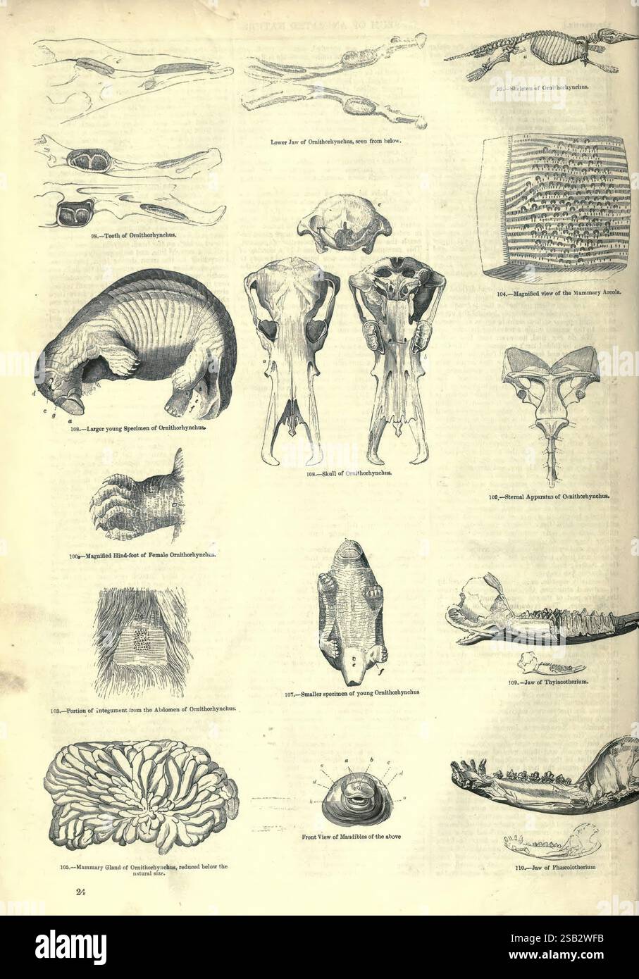 The, pictorial, museum, of, animated, nature London, C. Cox, [1844 ...