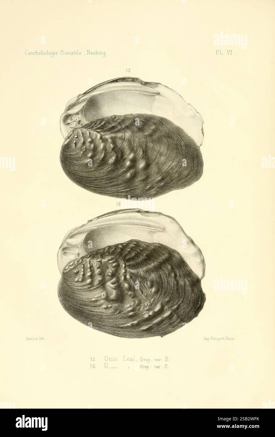 Lower shell highlights hi-res stock photography and images - Alamy