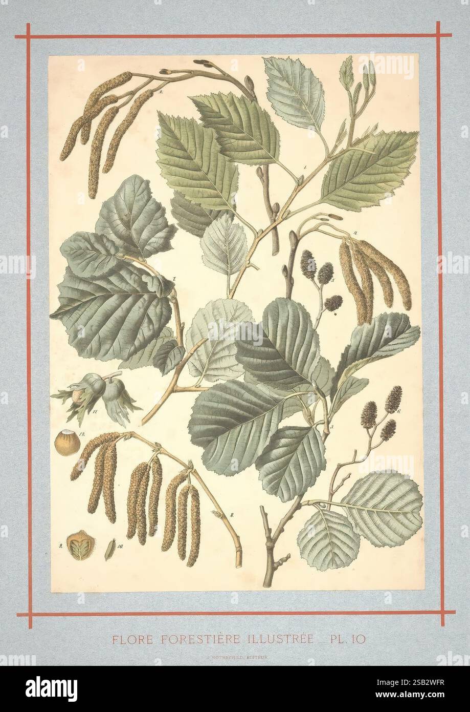 Naturalistic colors hi-res stock photography and images - Alamy