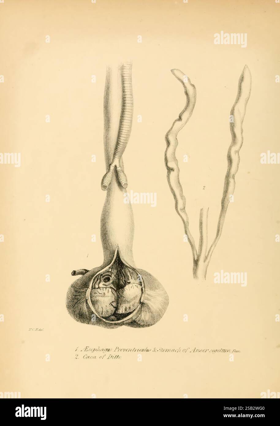Two distinct anatomical structures hi-res stock photography and images ...