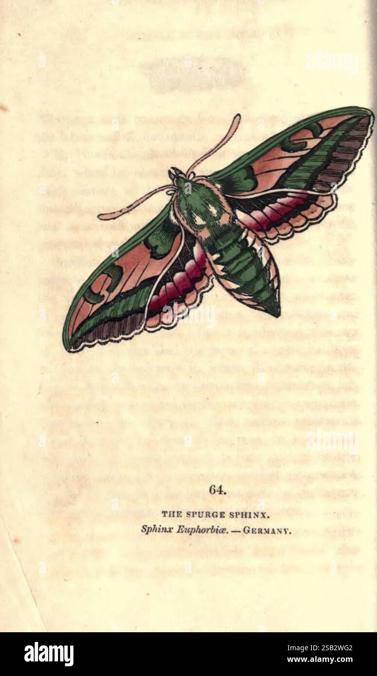 The book of butterflies, sphinxes, and, London, Whittaker, 1832-34 ...