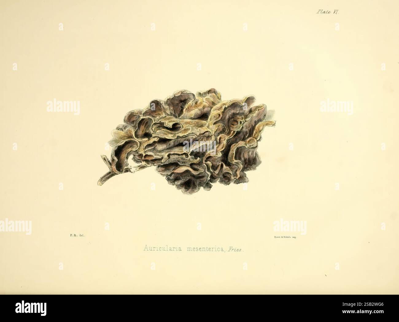 Illustrations of British mycology, London, Reeve, Benham and Reeve ...