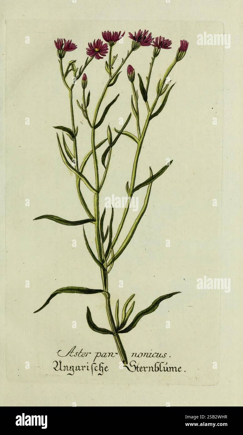 Aster panonicus hi-res stock photography and images - Alamy