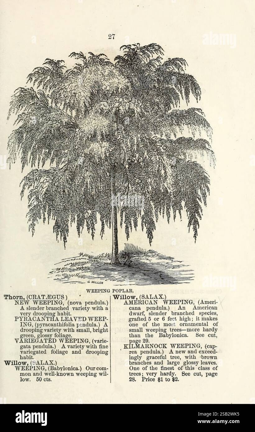 Voluminous canopy hi-res stock photography and images - Alamy