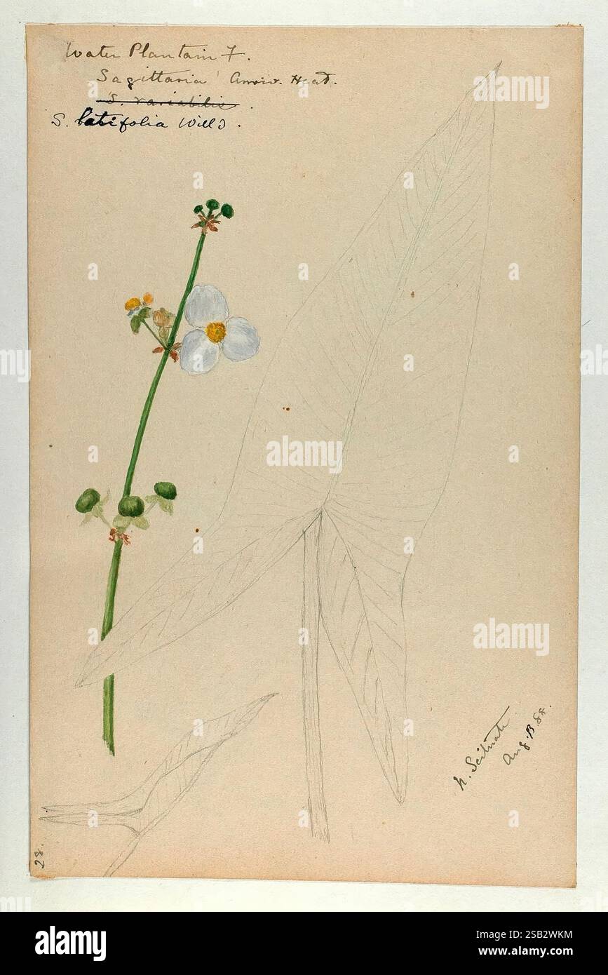 Prominent central stem drawing hi-res stock photography and images - Alamy