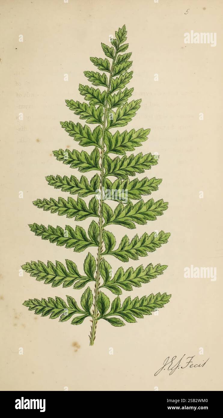 1862 ferns hi-res stock photography and images - Alamy