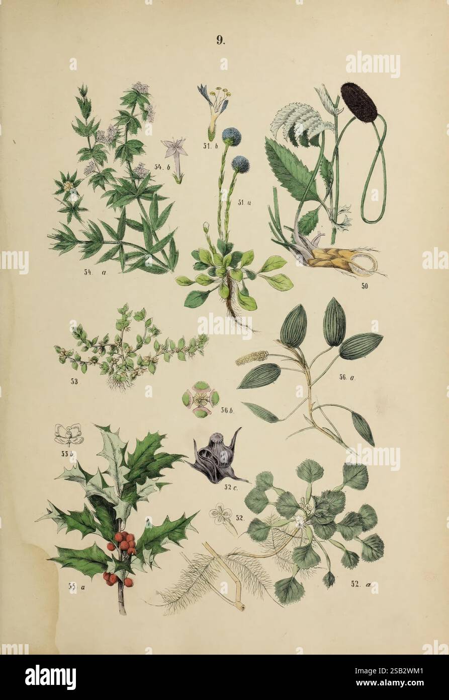 Detailed drawings showcase various plants hi-res stock photography and ...