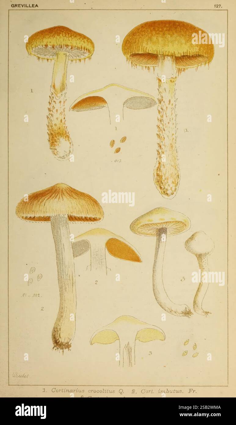 Featuring rounded tops hi-res stock photography and images - Alamy