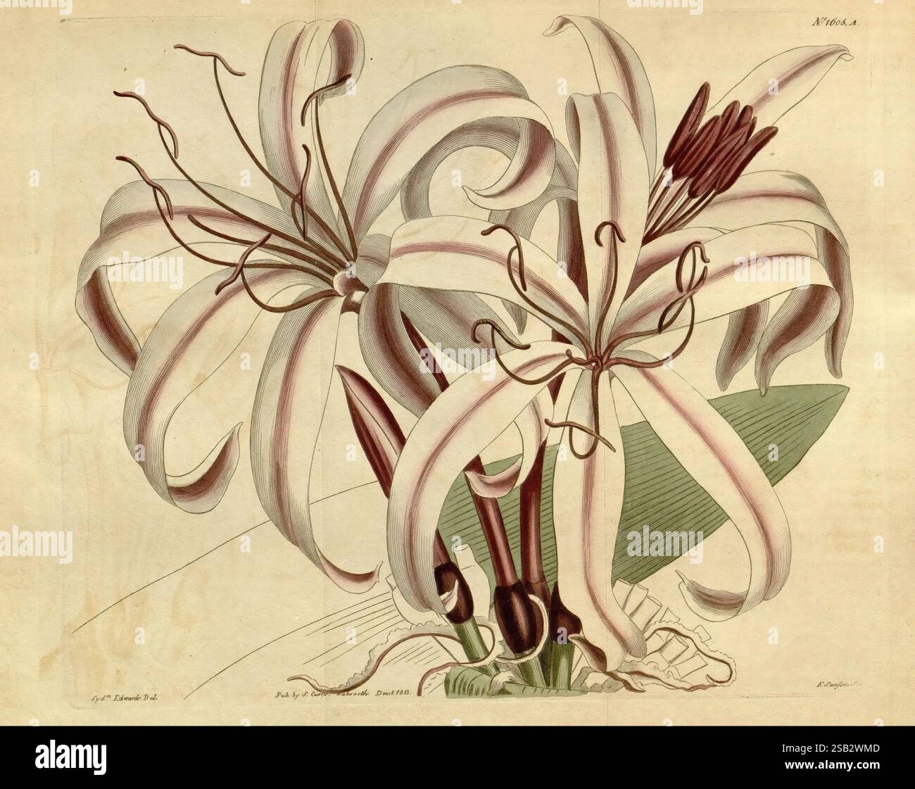 Curtis's Botanical Magazine, London, New York, botanical illustration ...