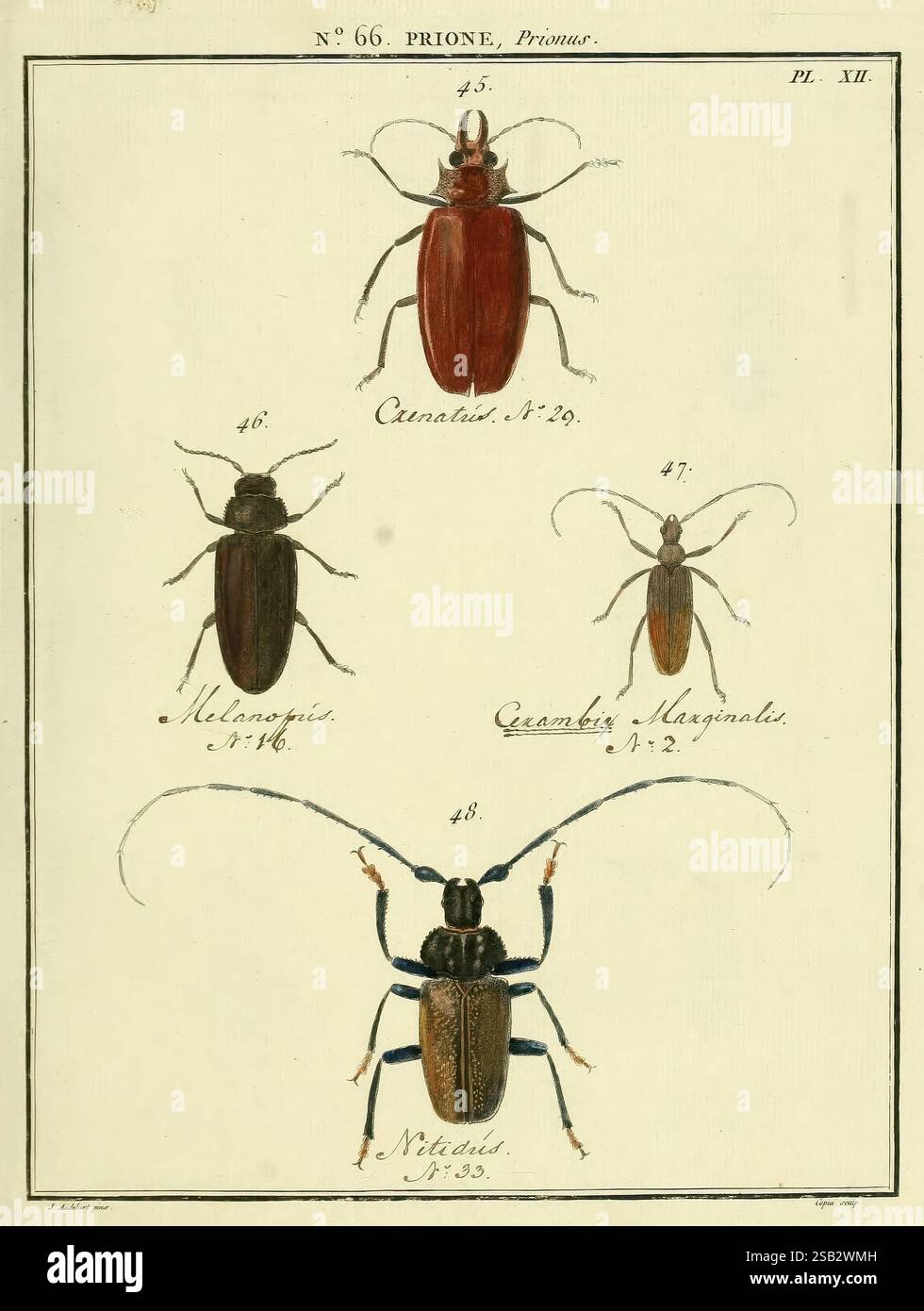 Final four beetles hi-res stock photography and images - Alamy